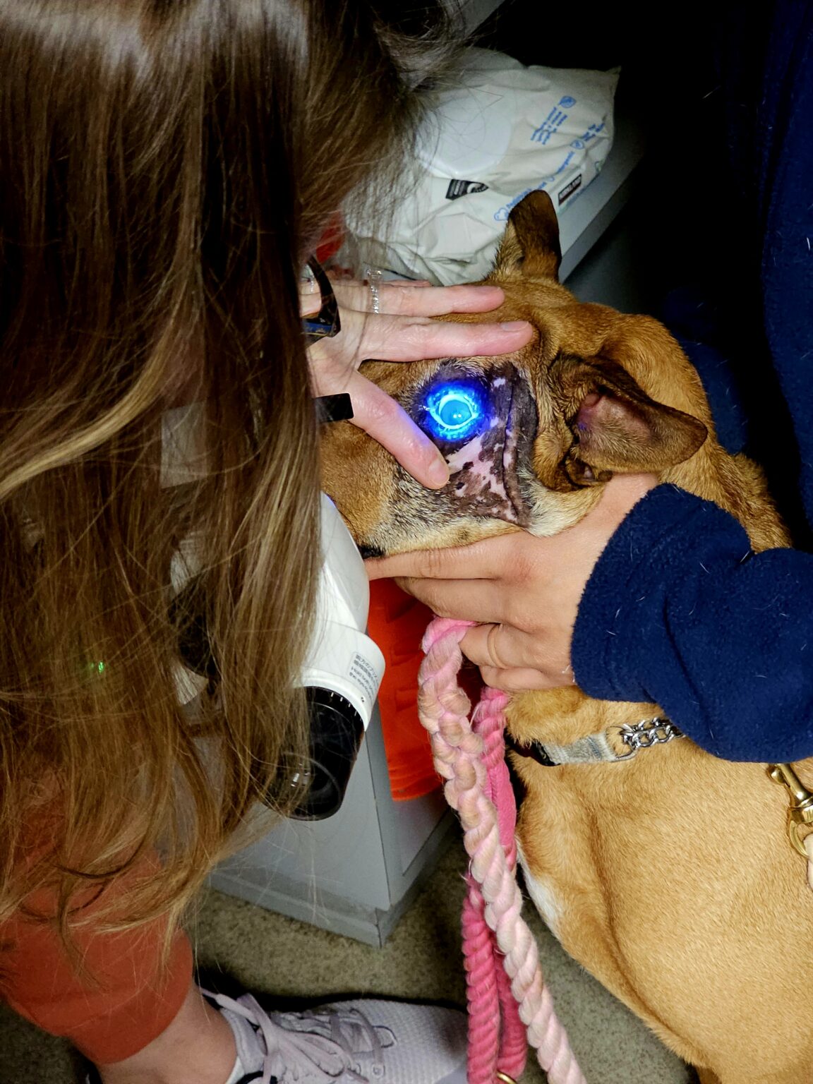 What Do Dogs and Cats See? - Animal Eye Associates